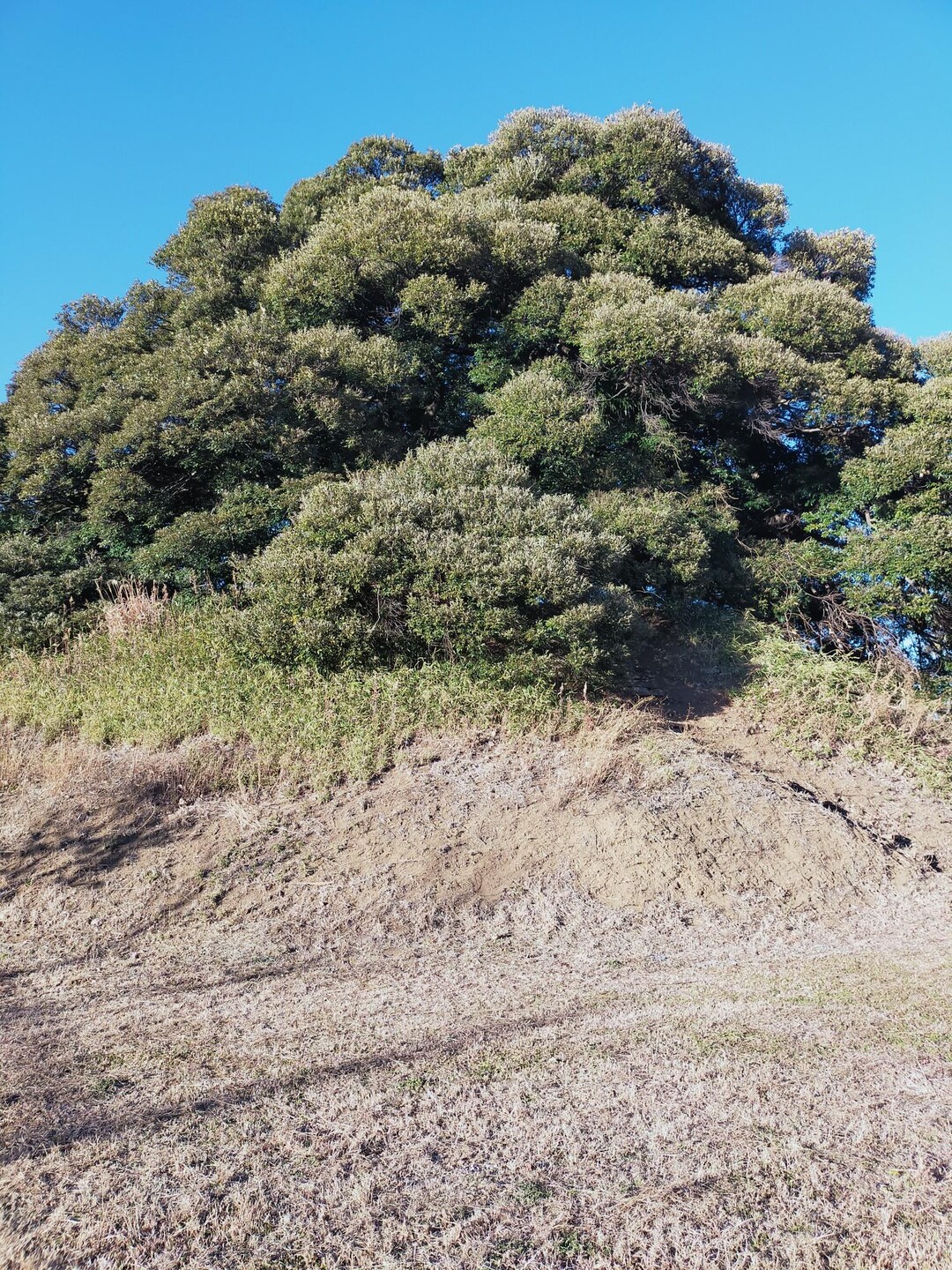 さいたま市 浦和大久保古墳群 鴨川下流 / omasa さんのさいたま市の活動データ | YAMAP / ヤマップ