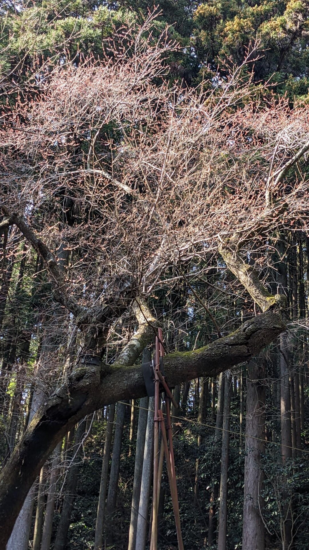 虎尾桜偵察No.1 03-22 / tonnoさんの福智山・尺岳・雲取山の活動データ | YAMAP / ヤマップ