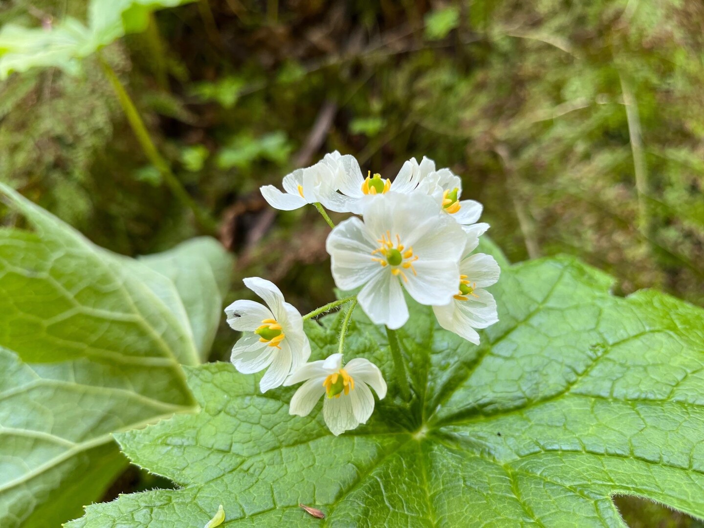 籾糠山 / jiro23さんの籾糠山の活動データ | YAMAP / ヤマップ