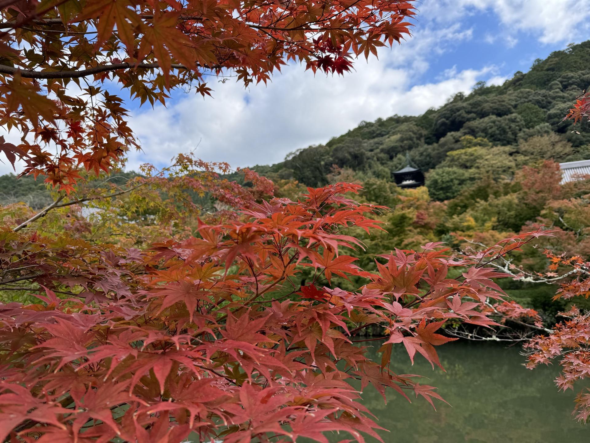 若王子山・大文字山・如意ヶ岳・毘沙門山・蔭山・柳山・諸羽山 / Sa_kkiyさんの大文字山・如意ヶ嶽・稲荷山の活動日記 | YAMAP / ヤマップ