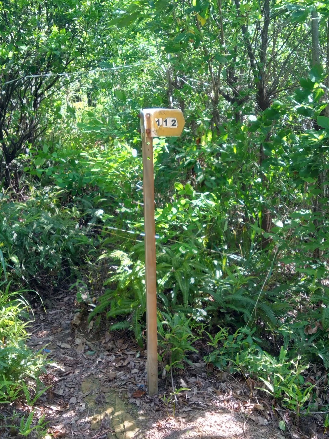 如来ヶ岳 難道-2024-05-29 / macharuさんの城ヶ峰の活動データ | YAMAP / ヤマップ