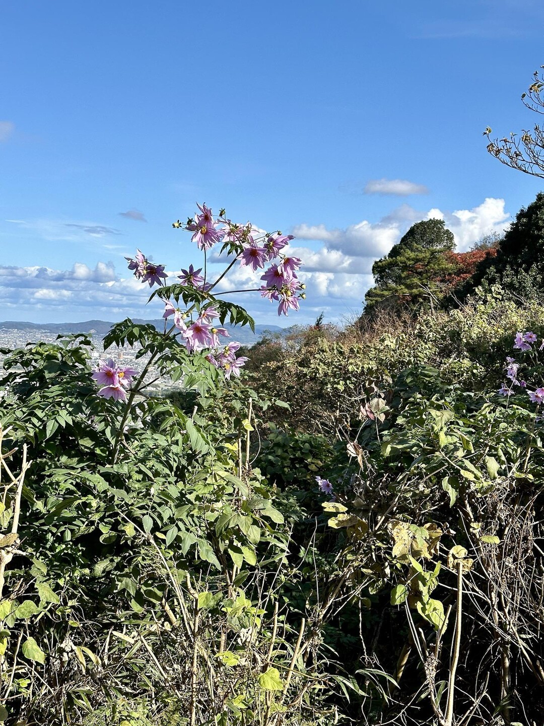 龍王宮・堂山・堂山北嶺・六ッ目山 / Mattさんの六ッ目山・堂山・伽藍山の活動データ | YAMAP / ヤマップ