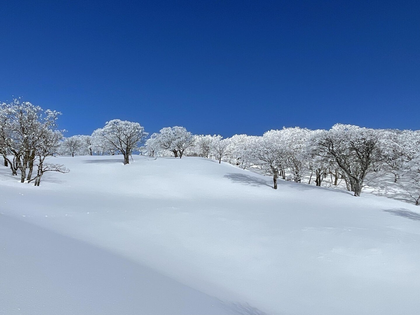 御池岳 コグルミ谷右岸尾根 / Bobさんの藤原岳・御池岳の活動データ | YAMAP / ヤマップ