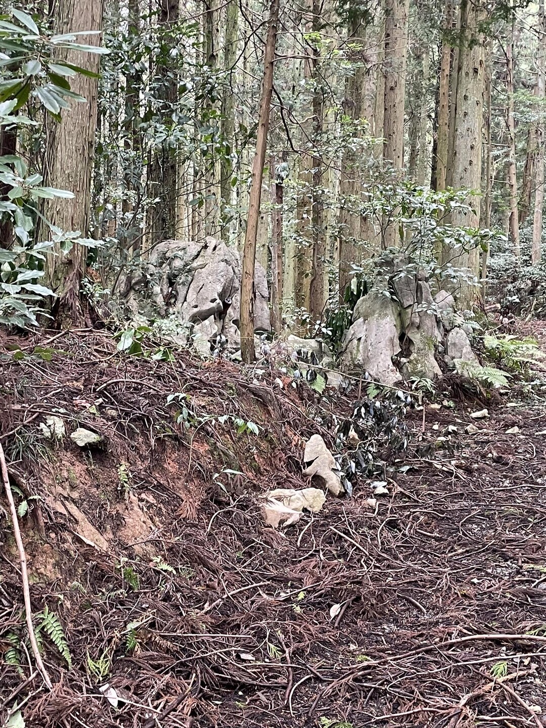 三ヶ台 / JBT会員番号5さんの花尾山の活動データ | YAMAP / ヤマップ