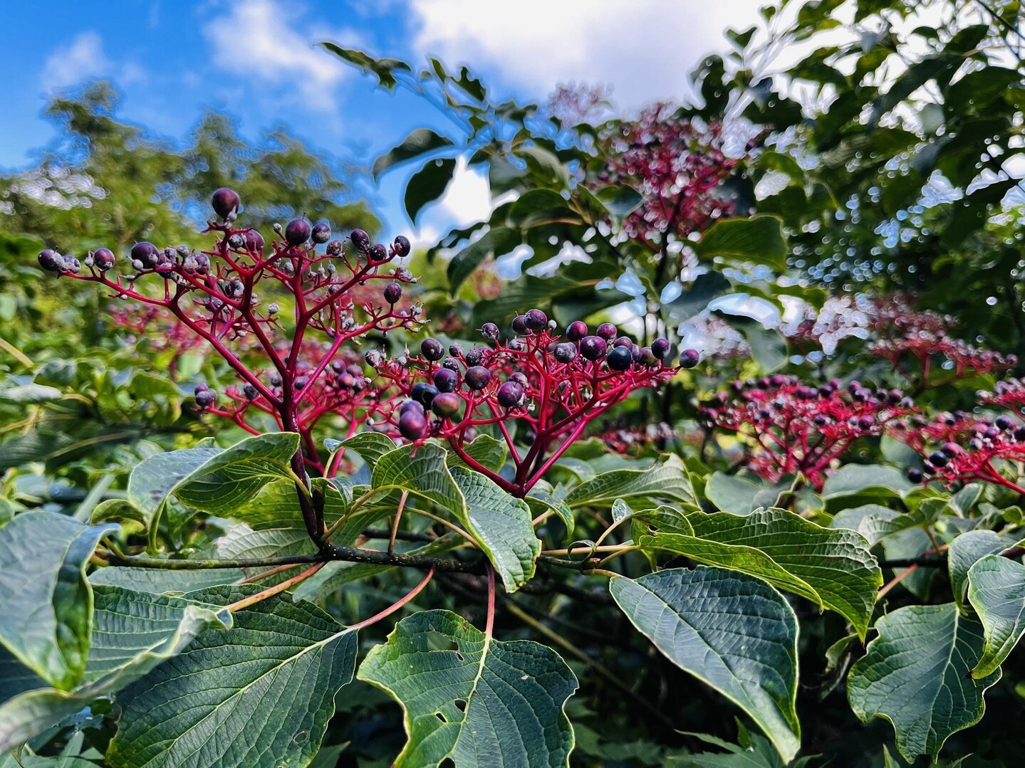 磐梯山 / Mijyaさんの磐梯山・雄国山・赤埴山の活動データ | YAMAP / ヤマップ