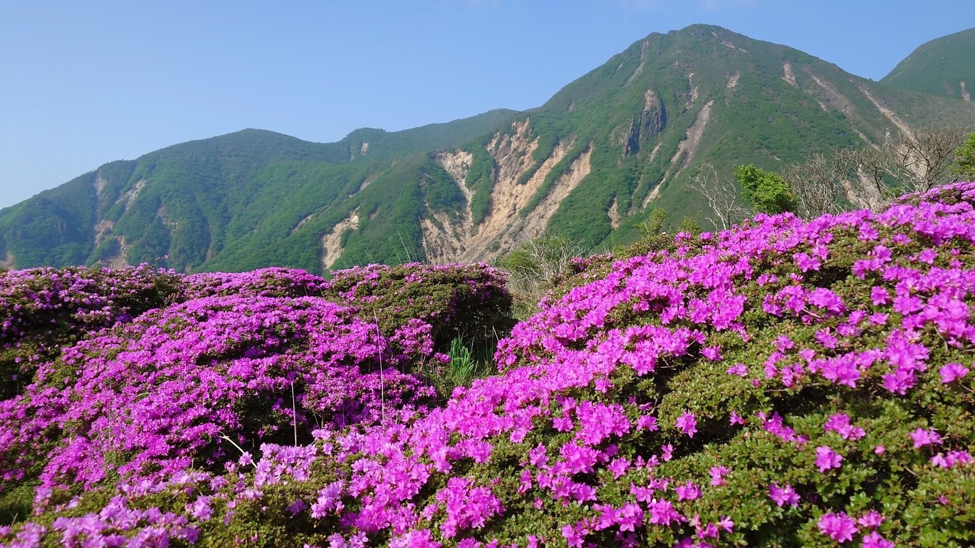立中山 ミヤマキリシマ満喫 くじゅう連山へ / tolucky(^^)さんの九重山（久住山）・大船山・星生山の活動データ | YAMAP / ヤマップ