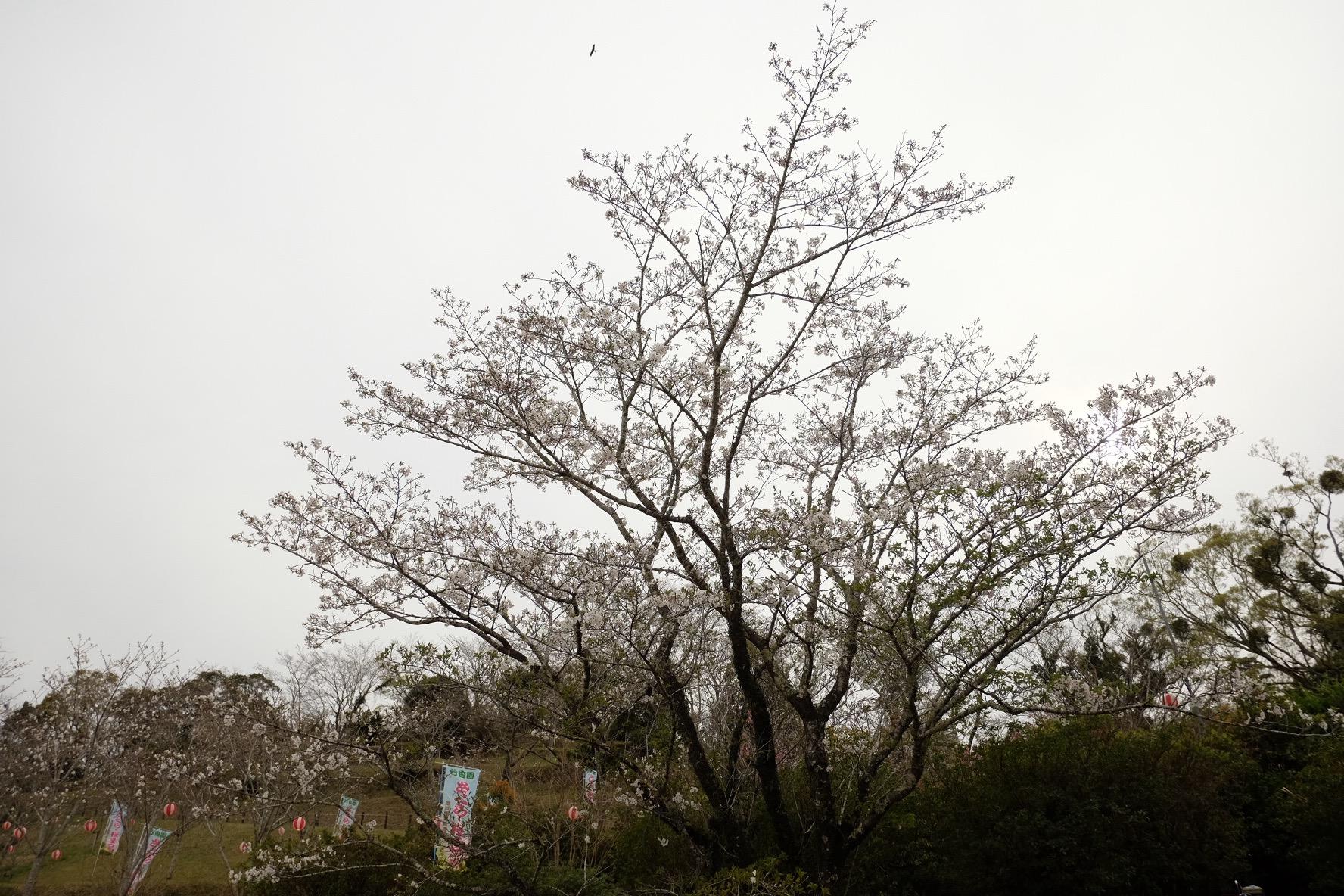 竹香園の桜🌸も見てきました。 こちらは... / 影丸B.Jさんのモーメント | YAMAP / ヤマップ