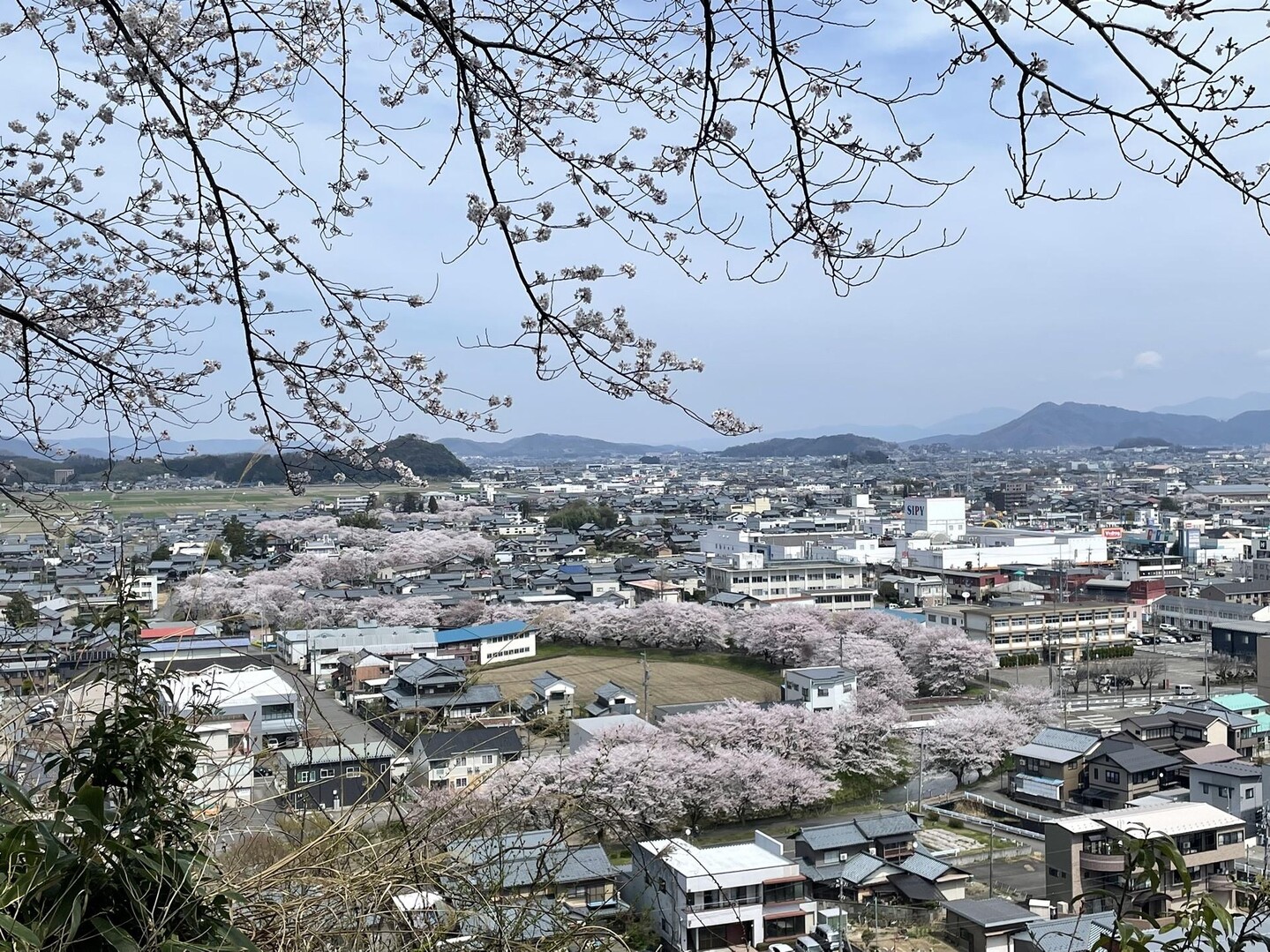 岡本山と吉野瀬川の桜⛰️🌸 / Mikarinさんの茶臼山の活動データ | YAMAP / ヤマップ