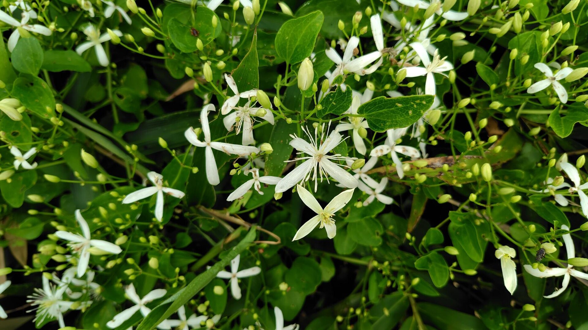 六ヶ岳 朝駆け その二 / k339さんの六ヶ岳の活動データ | YAMAP / ヤマップ