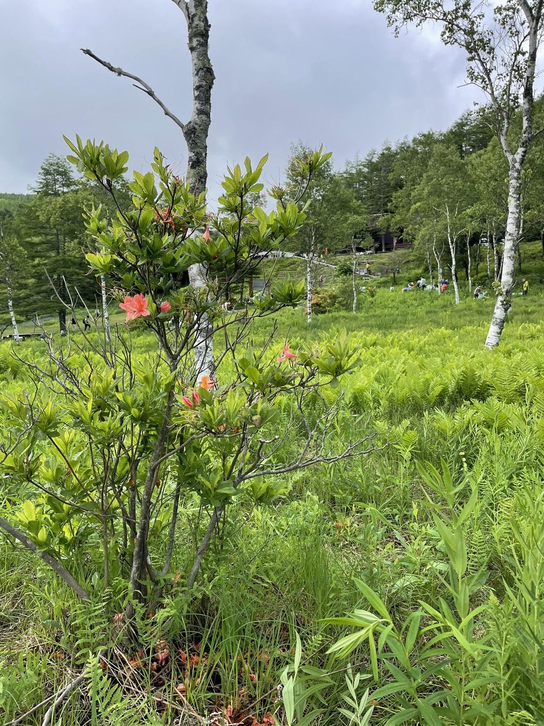 今日は、すずらんで有名な富士見高原の入笠... / HajiManaさんのモーメント | YAMAP / ヤマップ