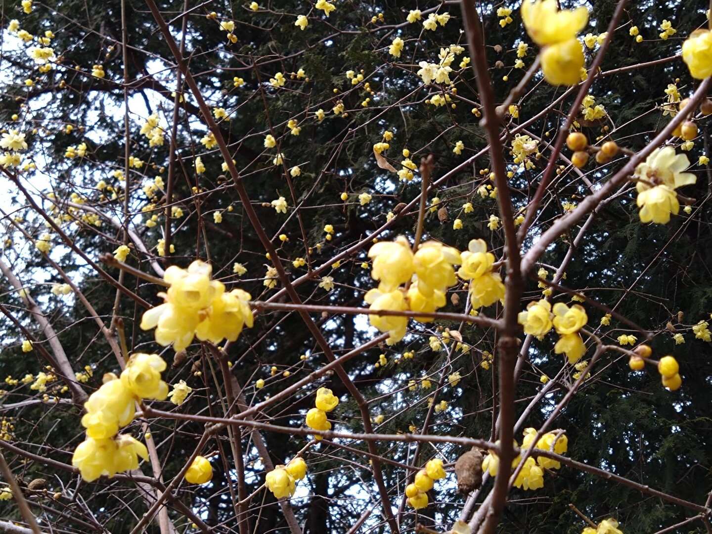 宝登山 / moneさんの宝登山・長瀞アルプス・不動山・陣見山・鐘撞堂山の活動データ | YAMAP / ヤマップ