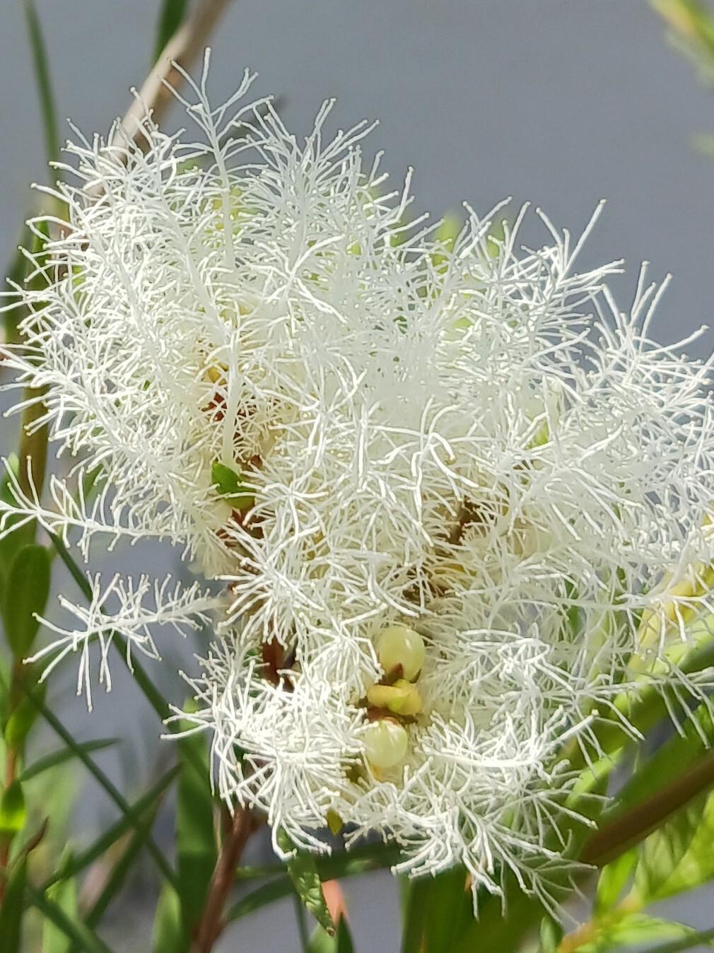 ティーツリー(メラレウカ)💠 花言葉は... / hiroさんのモーメント | YAMAP / ヤマップ