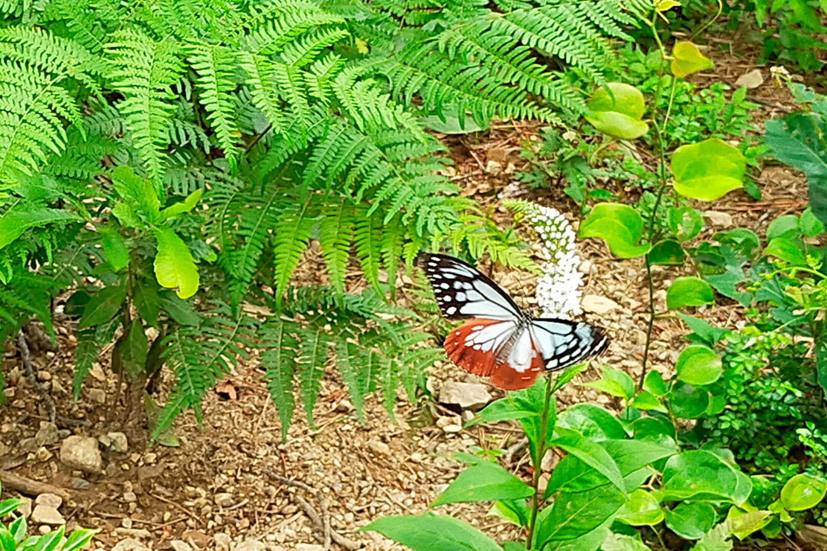 霊山水曜登山会 2021/7/7 R3－27回目 通算181 / miippさんの障子岳・霊山・飛来山・本宮山の活動データ | YAMAP / ヤマップ