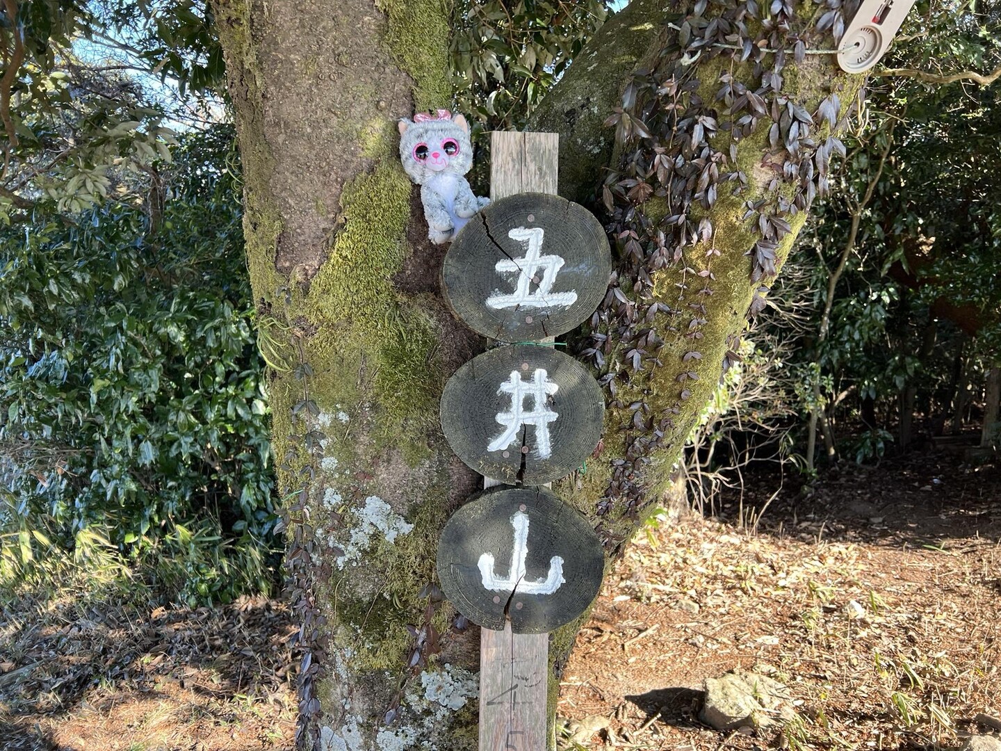 宮路山・赤坂山・五井山 / ISSEIさんの五井山・宮路山・御堂山の活動データ | YAMAP / ヤマップ