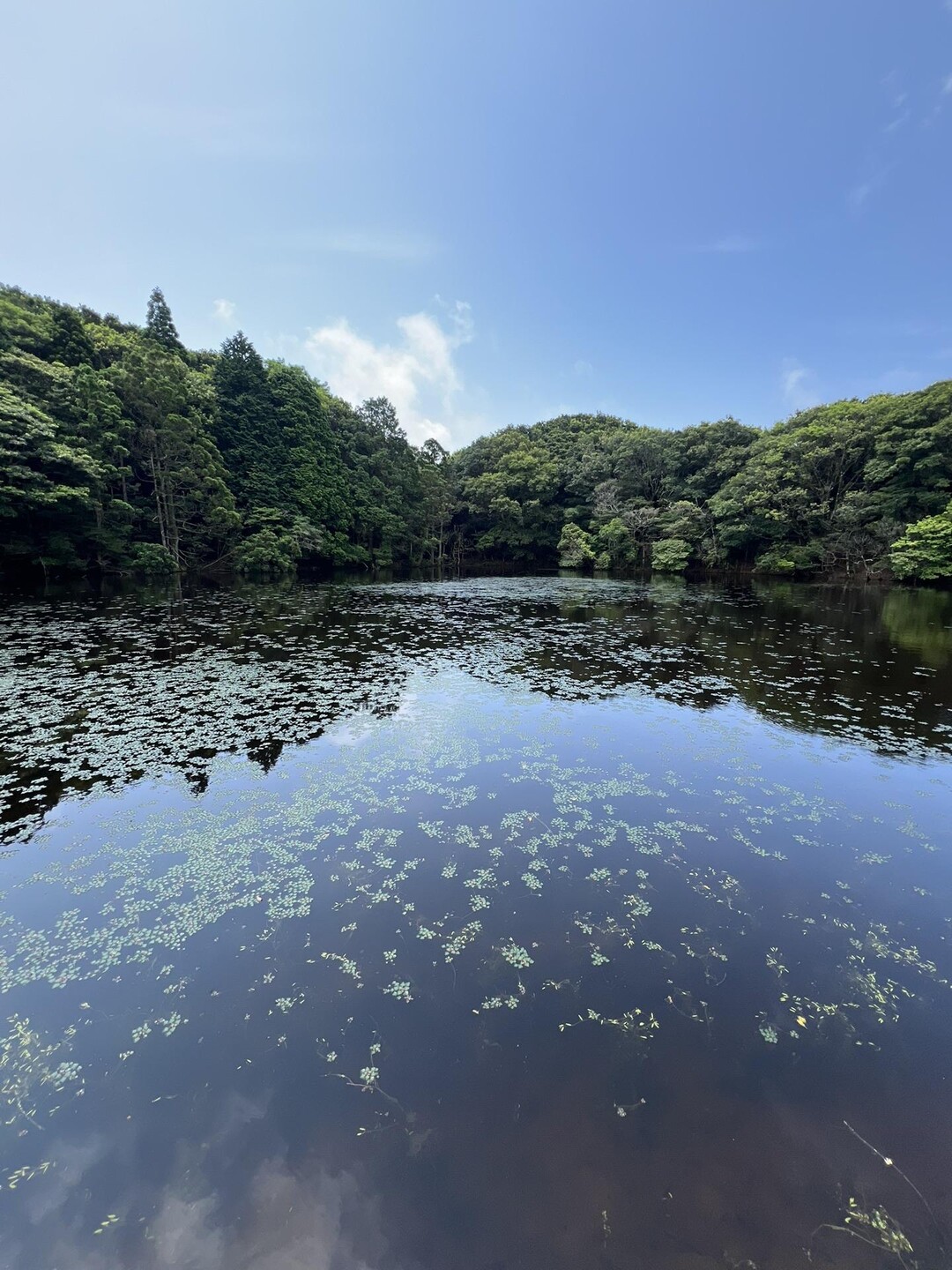 幻の池が見たい！！ / bibiさんの四十寺山・室戸岬の活動データ | YAMAP / ヤマップ