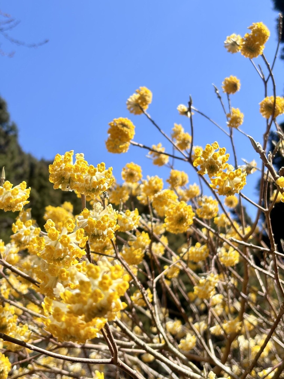 鐘ヶ嶽＊ミツマタ花見ハイク / ma34sさんの大山の活動データ | YAMAP / ヤマップ