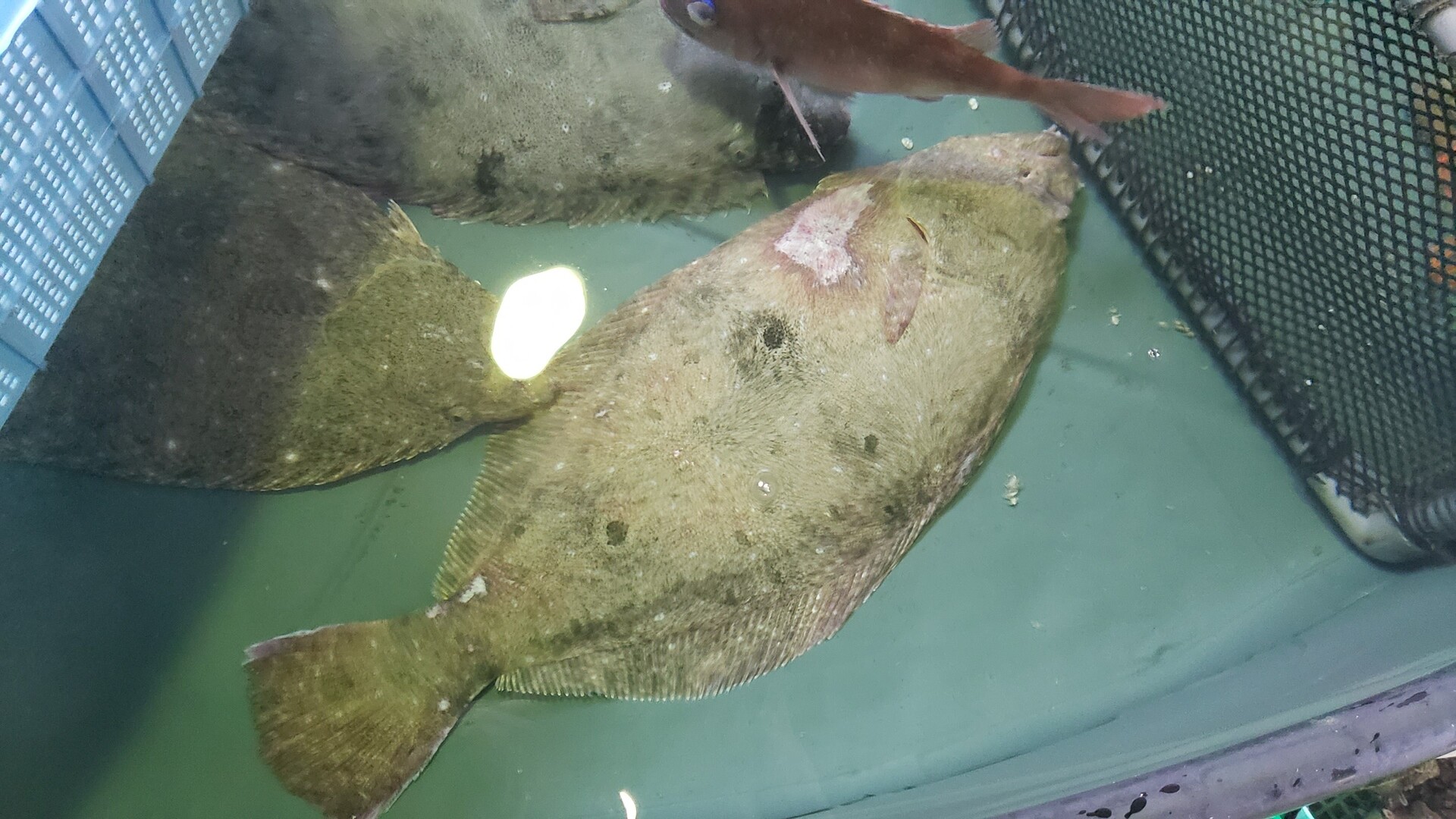 プチ遠征、平戸南部へ初進出 「平戸は日本の公園である」 / 3104さんの志々伎山の活動データ | YAMAP / ヤマップ