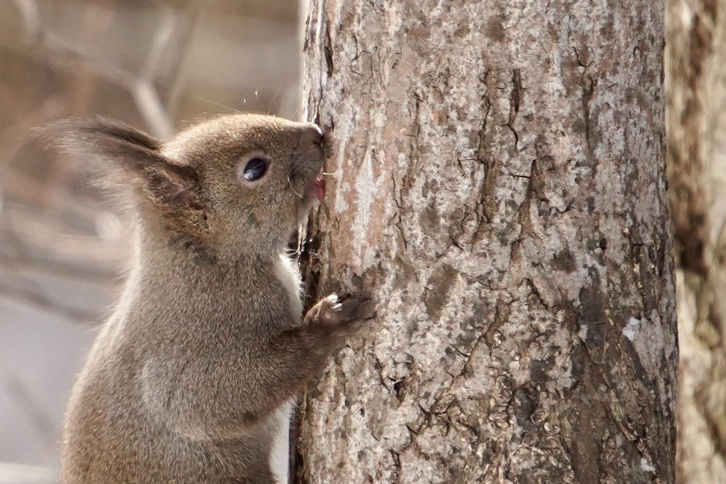 2/27(火)、2/28(水)🐿️🐦... / yosi＆ryoさんのモーメント | YAMAP / ヤマップ