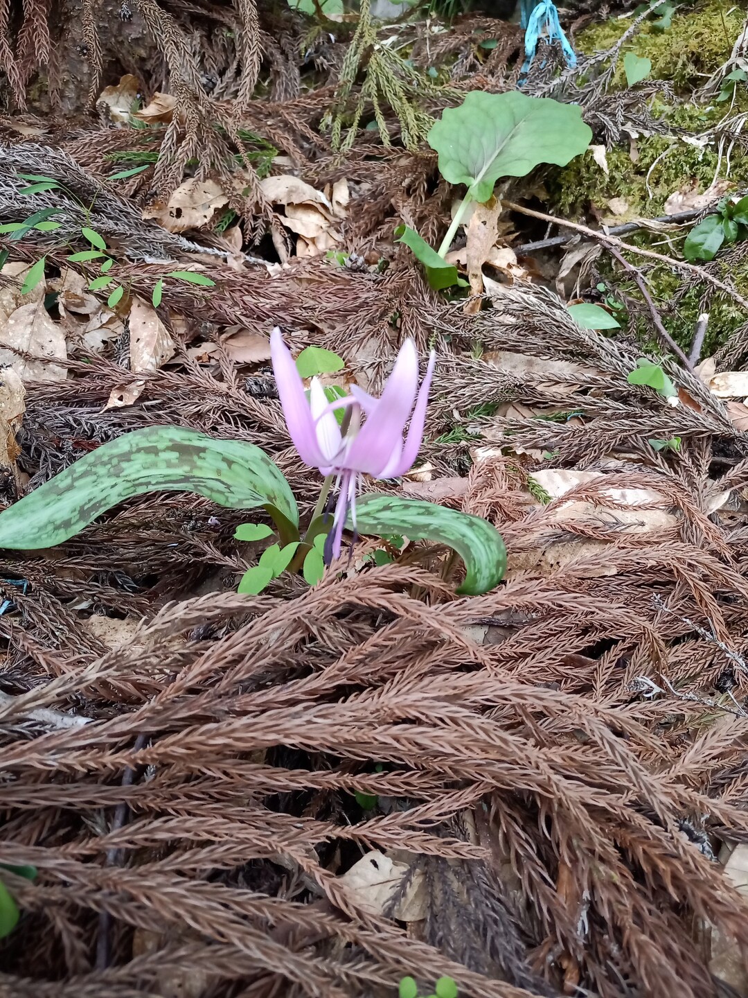 篠脇城址のカタクリを見に / nono-chiさんのブラザーの森 郡上の活動データ | YAMAP / ヤマップ