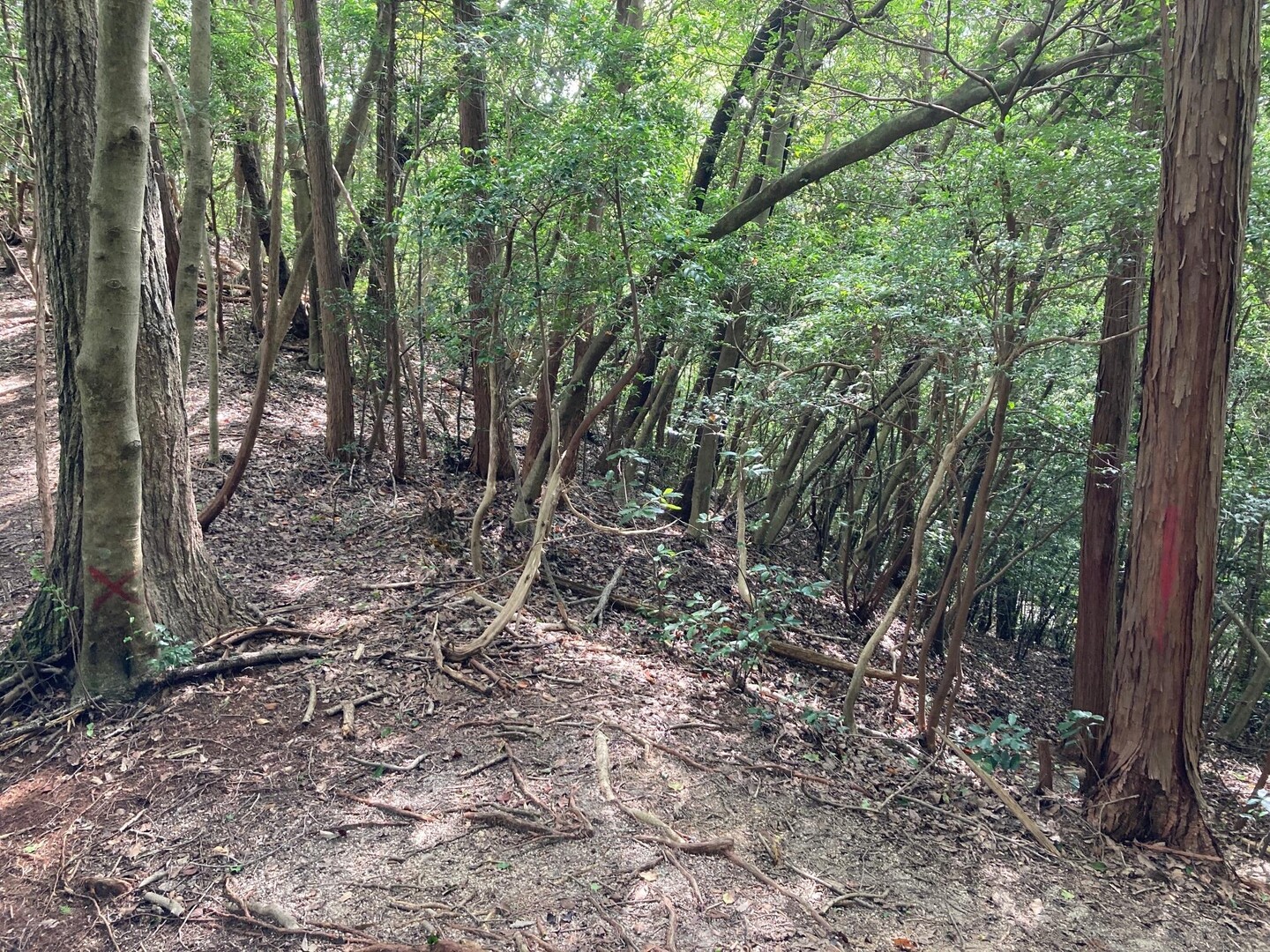 NORYさんの投稿したフィールドメモ | YAMAP / ヤマップ