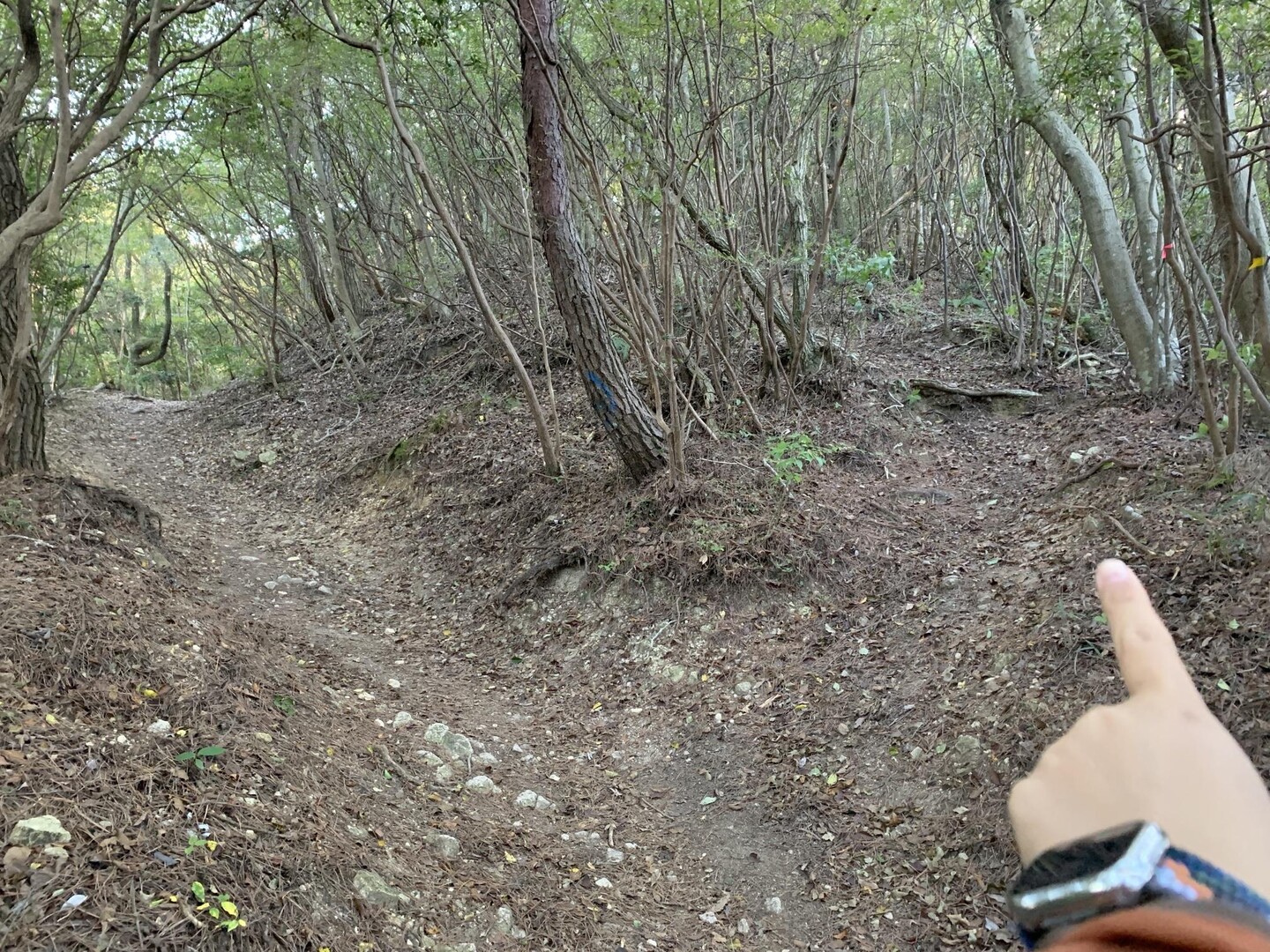 nonpui(ノンプイ)さんの投稿したフィールドメモ | YAMAP / ヤマップ