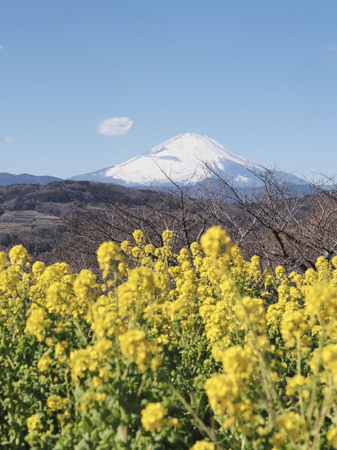 吾妻山 / megumiさんの弘法山の活動データ | YAMAP / ヤマップ