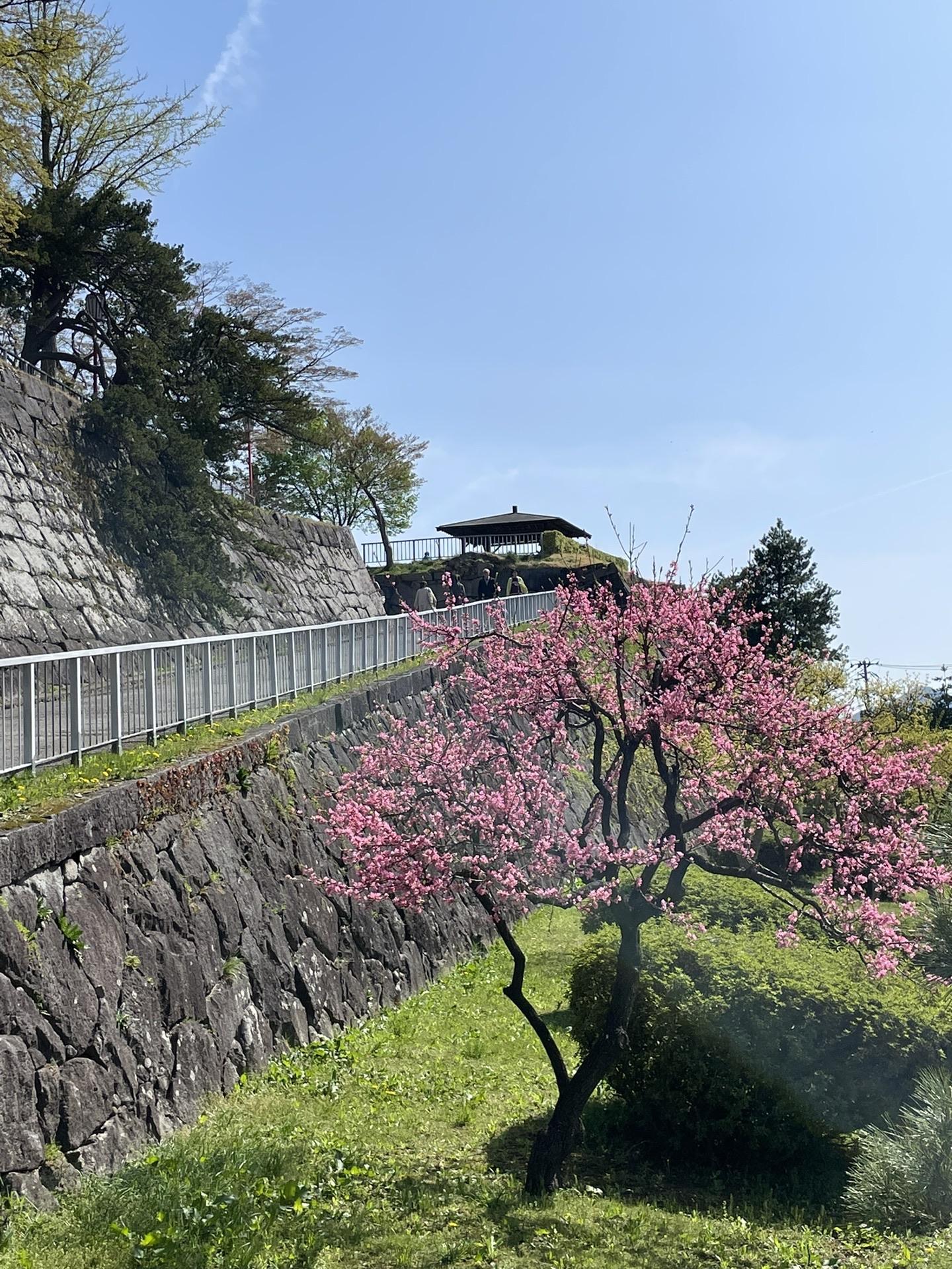 盛岡城址公園🌸さくらまつり / tomomoさんの盛岡市の活動データ | YAMAP / ヤマップ