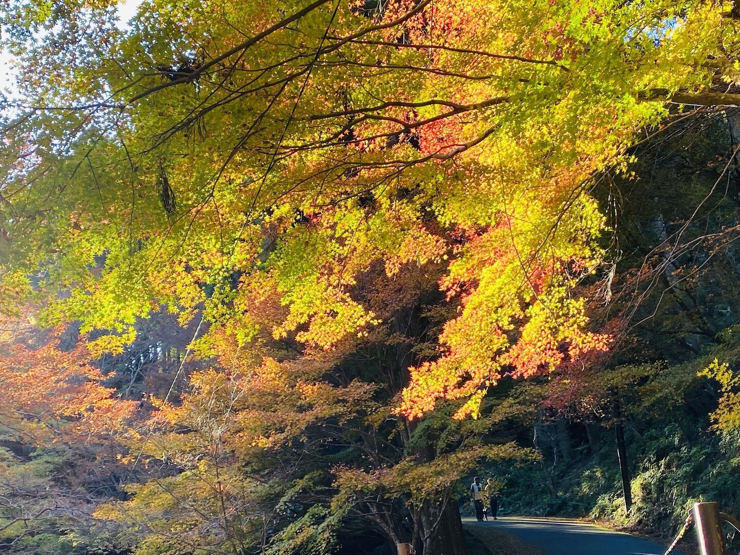 紅葉ハンター🍁高雄まで 東海自然歩道 / Sawaさんの愛宕山・三頭山・朝日峯の活動データ | YAMAP / ヤマップ