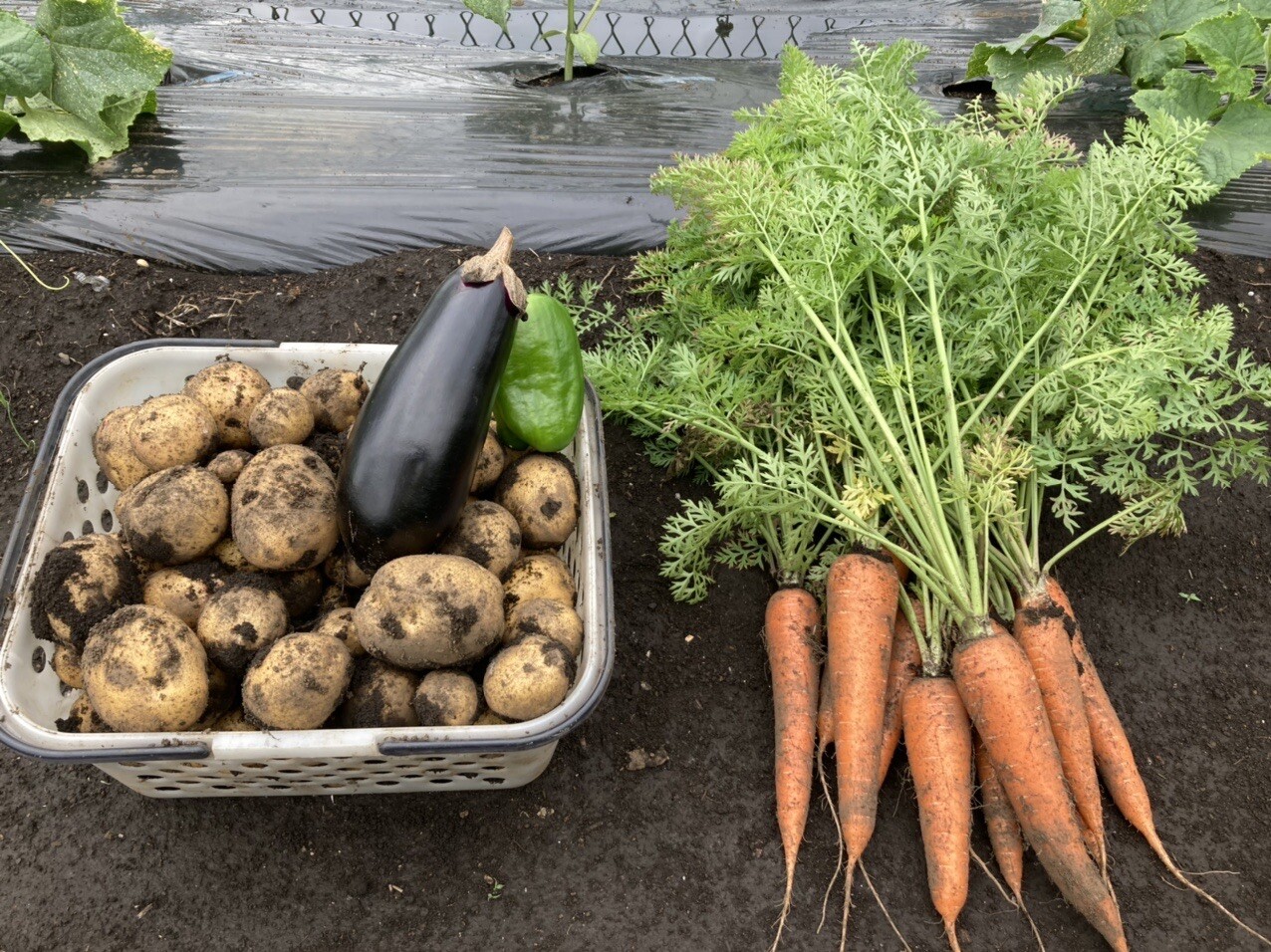 おはようございます☀ 本日の収穫🍅🥔... / tomatoさんのモーメント | YAMAP / ヤマップ