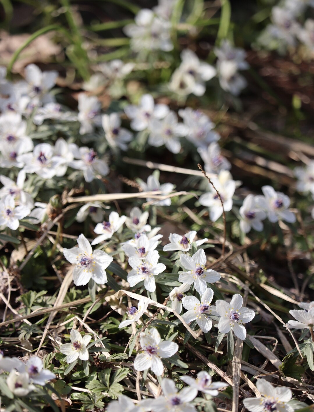 3月5日 藤原岳麓 初めましての場所😍... / hideさんのモーメント | YAMAP / ヤマップ
