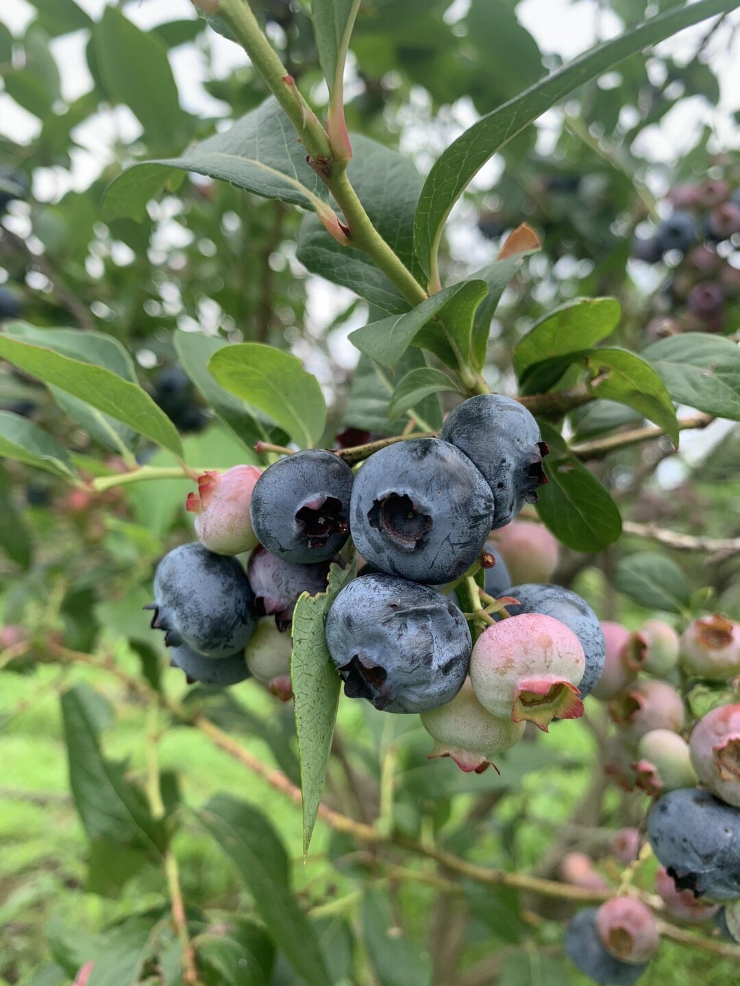 今日はママ友さんと、今年初のブルーベリー... / nekoさんのモーメント | YAMAP / ヤマップ