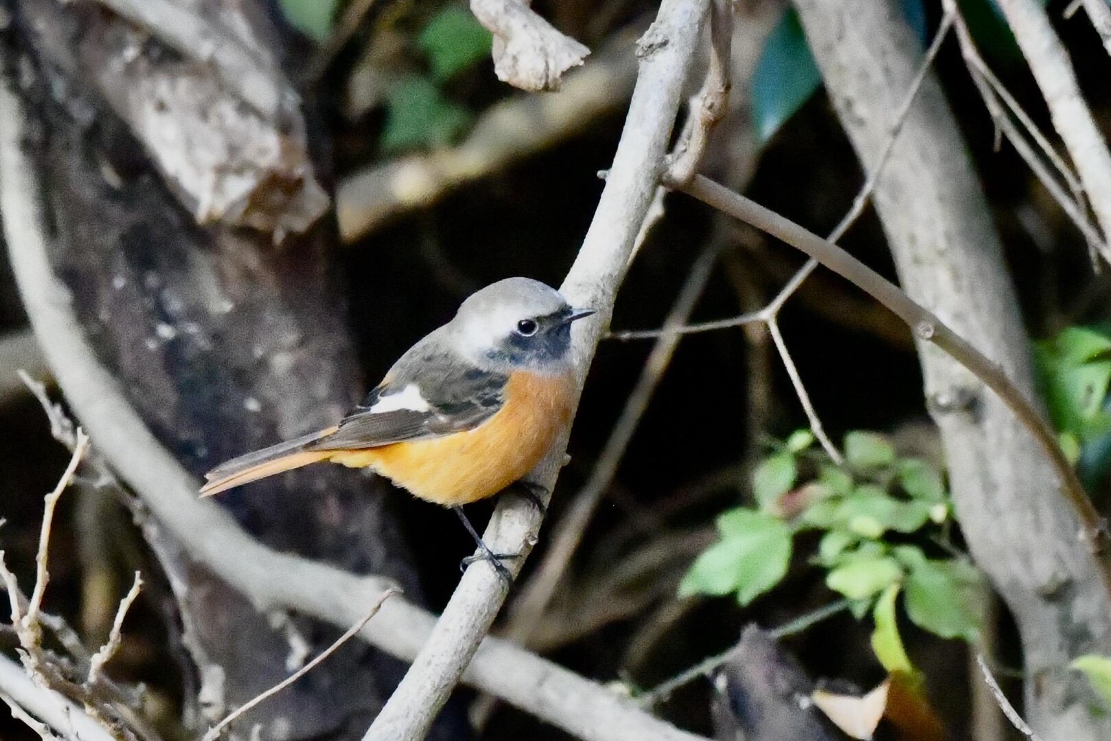 小宮公園の鳥見 / TAKKUNさんの八王子市の活動データ | YAMAP / ヤマップ