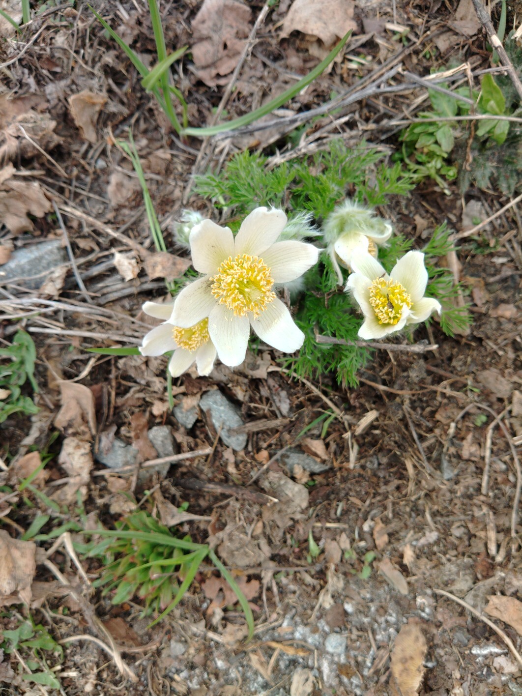 karinのページ | YAMAP / ヤマップ