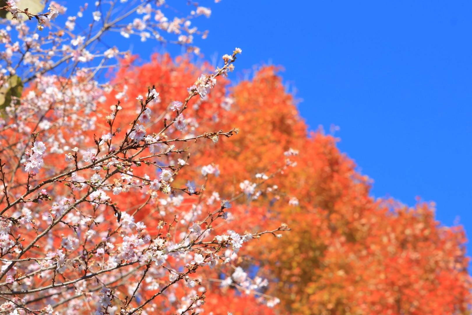 神山 / toruさんの城峯山・破風山の活動データ | YAMAP / ヤマップ