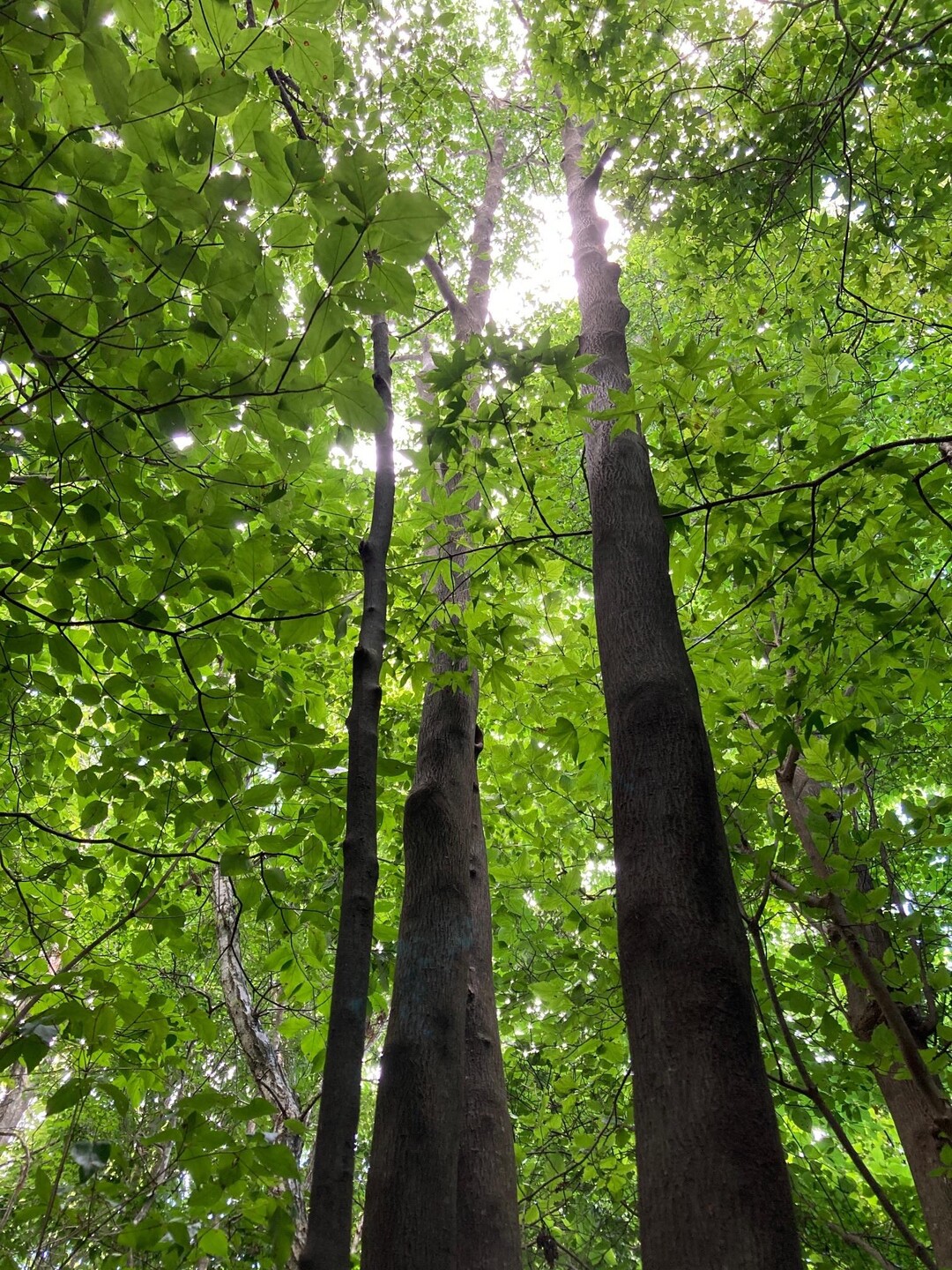 竜王山1only / HRKさんの竜王山（讃岐山脈）・大川山の活動データ | YAMAP / ヤマップ