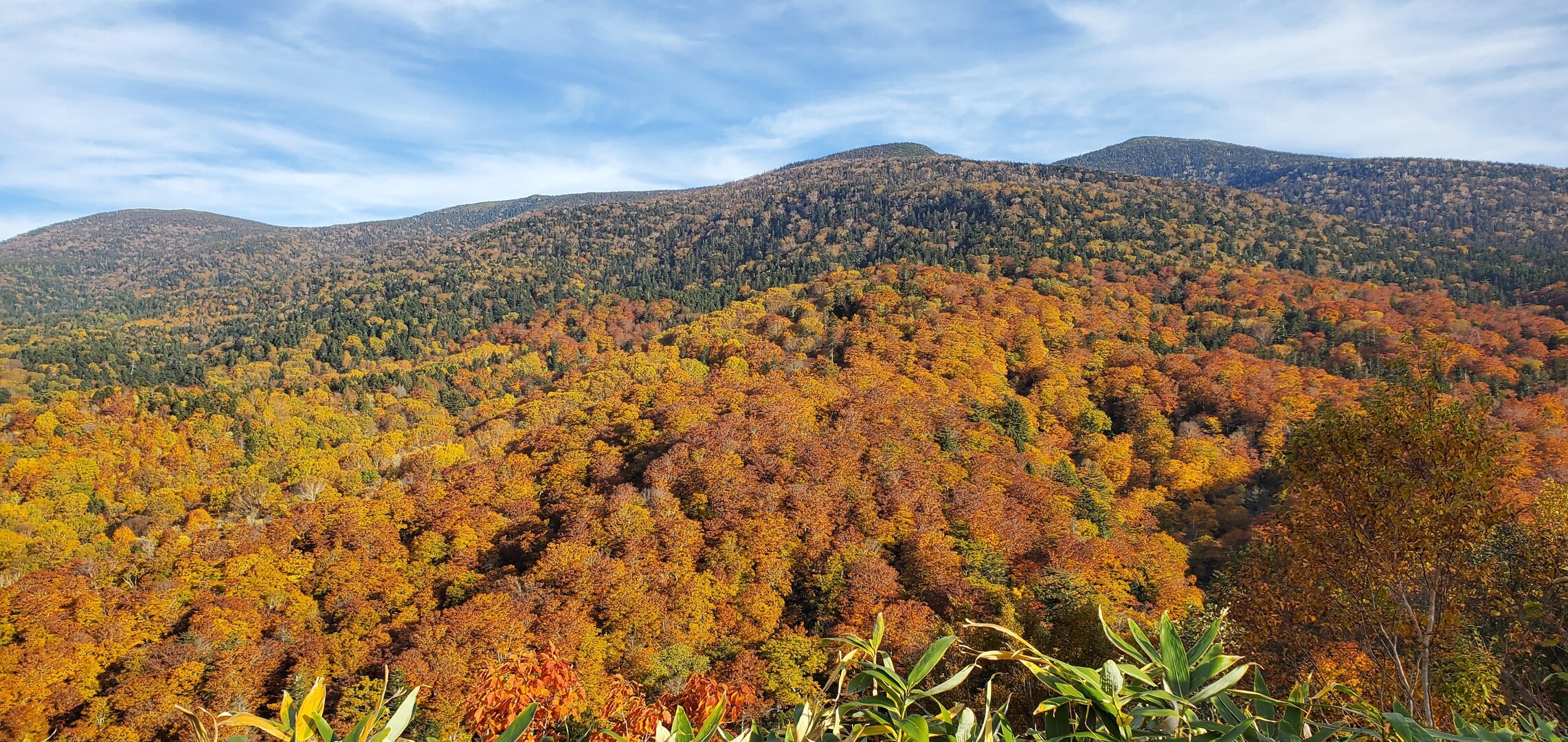 西吾妻山・西大巓縦走 2023-10-19 / sakaさんの吾妻山・一切経山の活動データ | YAMAP / ヤマップ