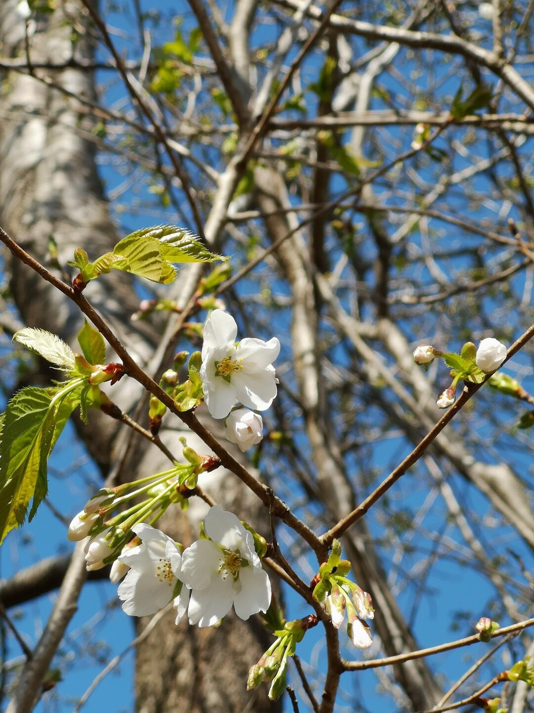 大楠山へ桜の開花を見に / tarouさんの三浦アルプス・二子山・仙元山の活動データ | YAMAP / ヤマップ