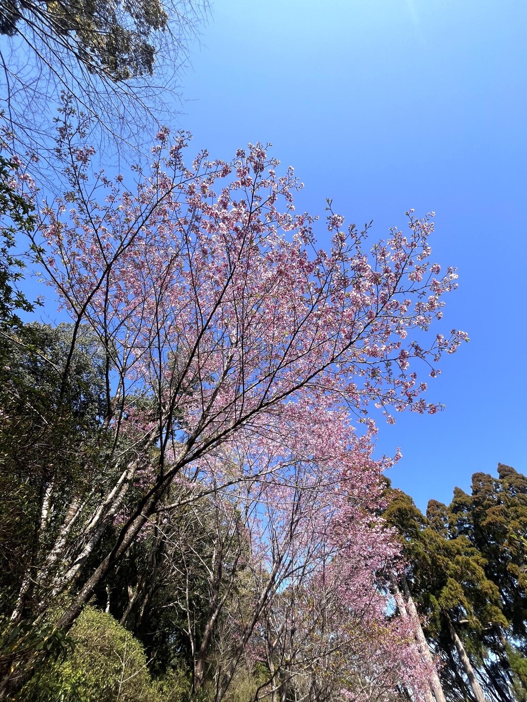 2024-03-19-995☔️78/365 / たま🥰さんのウォーキングの活動データ | YAMAP / ヤマップ