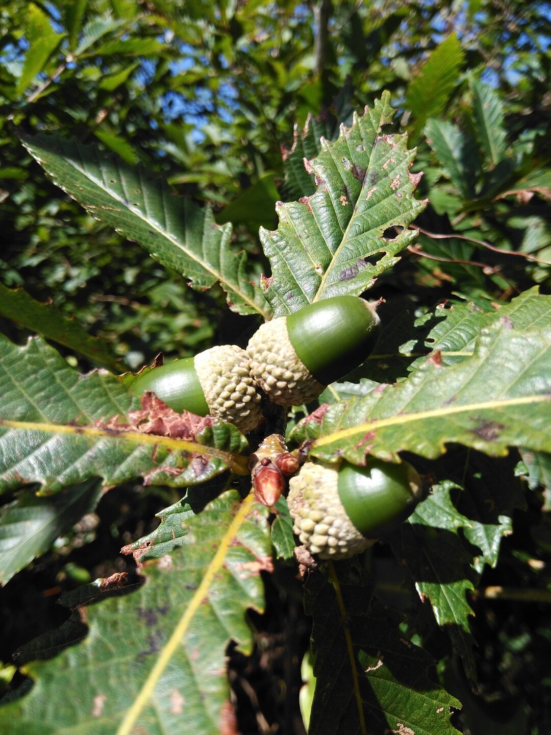 冠ヶ岳 / hero さんの俵山・冠ヶ岳・清栄山の活動データ | YAMAP / ヤマップ