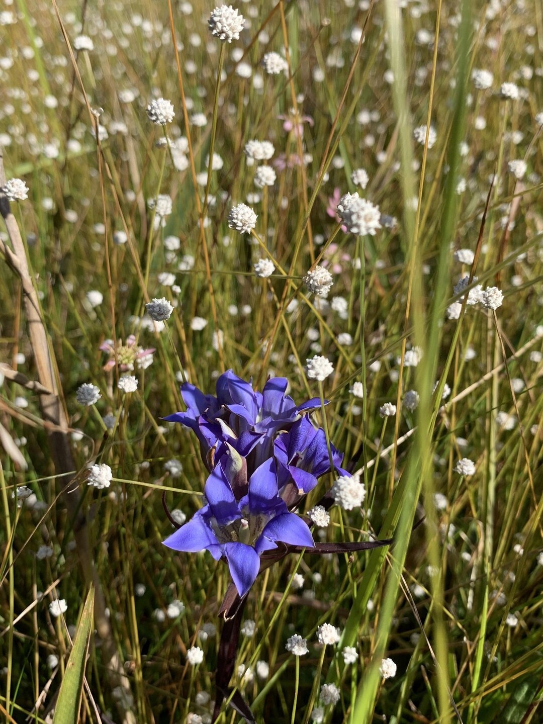 中部地方遠征 2022-10-19 / Atto-Rieさんの春日井三山・弥勒山・大谷山・道樹山の活動データ | YAMAP / ヤマップ