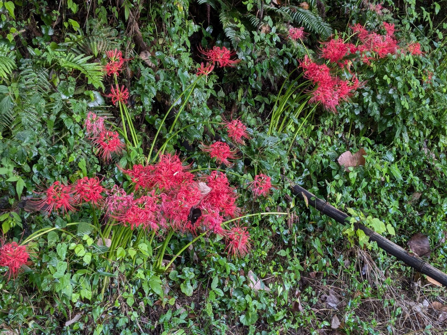 雨が上がったので、久しぶりに裏山散歩して... / Ichi ro さんのモーメント | YAMAP / ヤマップ