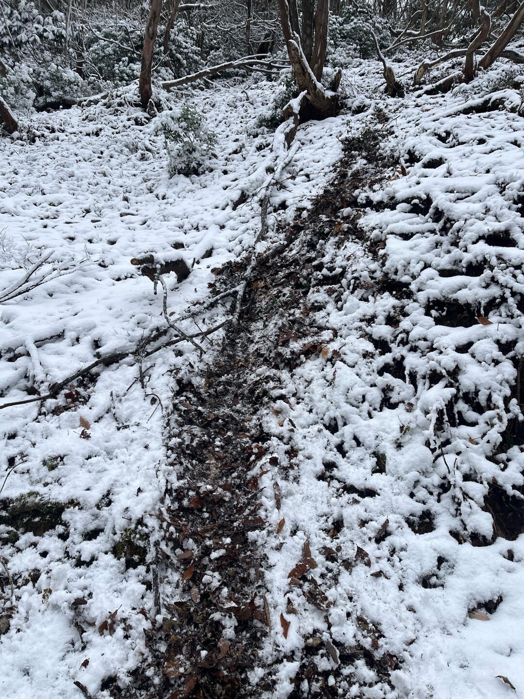 （滑りまくりーー ️🍂）北ヨコネ・東ヨコネ・ヨコネ・ヨコネ最高点 / KSさんの霊仙山の活動データ | YAMAP / ヤマップ