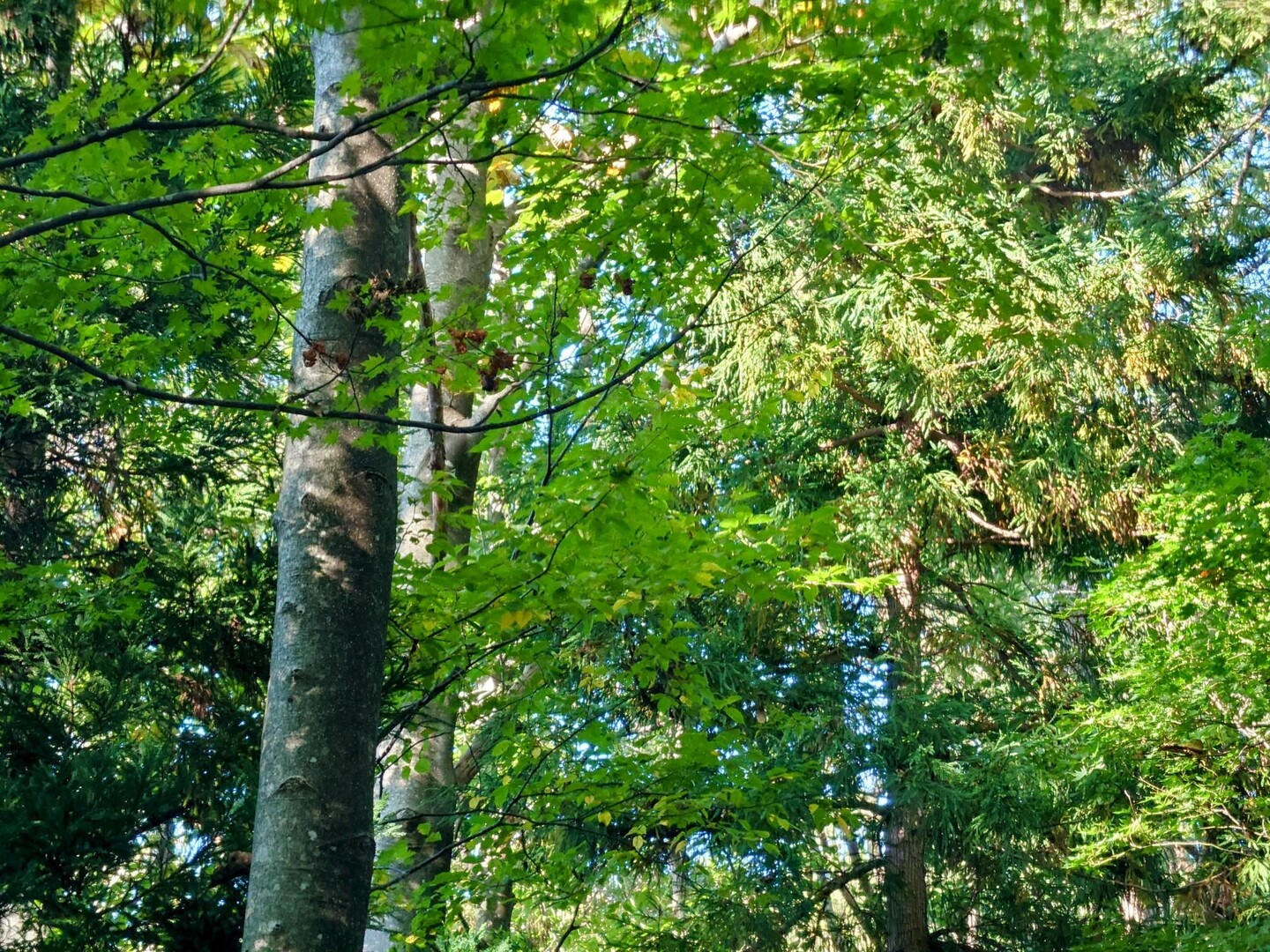 護摩堂山、猿毛岳 / stさんの菩提寺山・高立山・護摩堂山の活動データ | YAMAP / ヤマップ