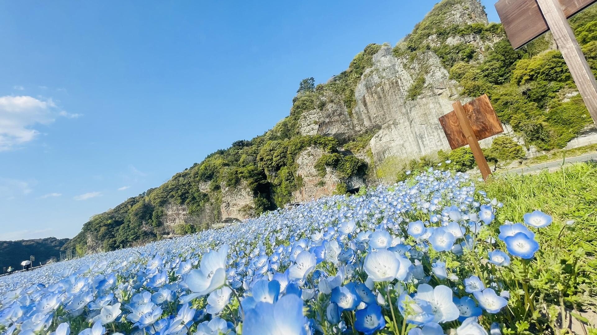 ネモフィラ第2段 先日夜でしたので今度は... / Haroldさんのモーメント | YAMAP / ヤマップ