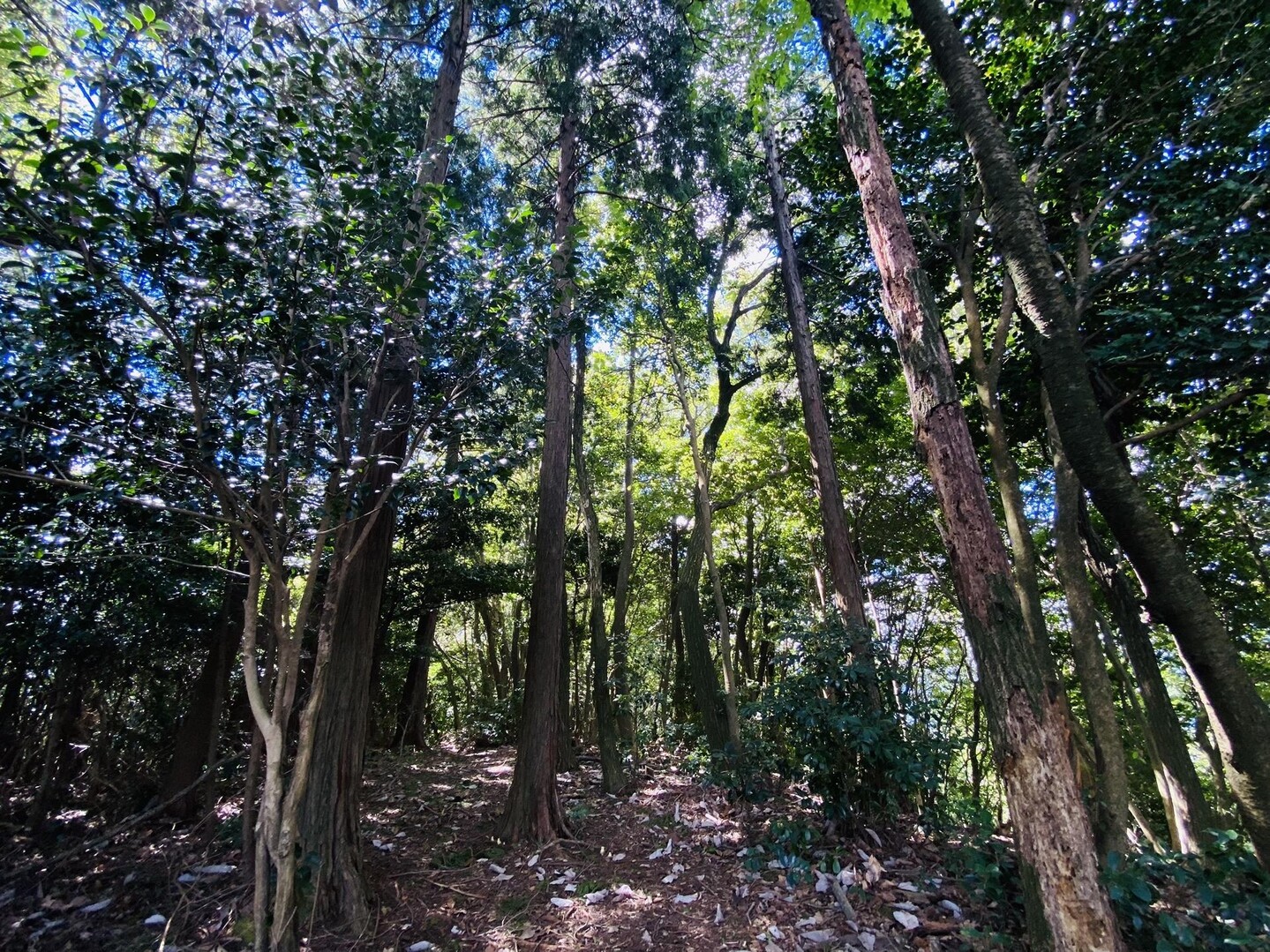 立木山 / yosucoさんの立木山・袴腰山の活動データ | YAMAP / ヤマップ