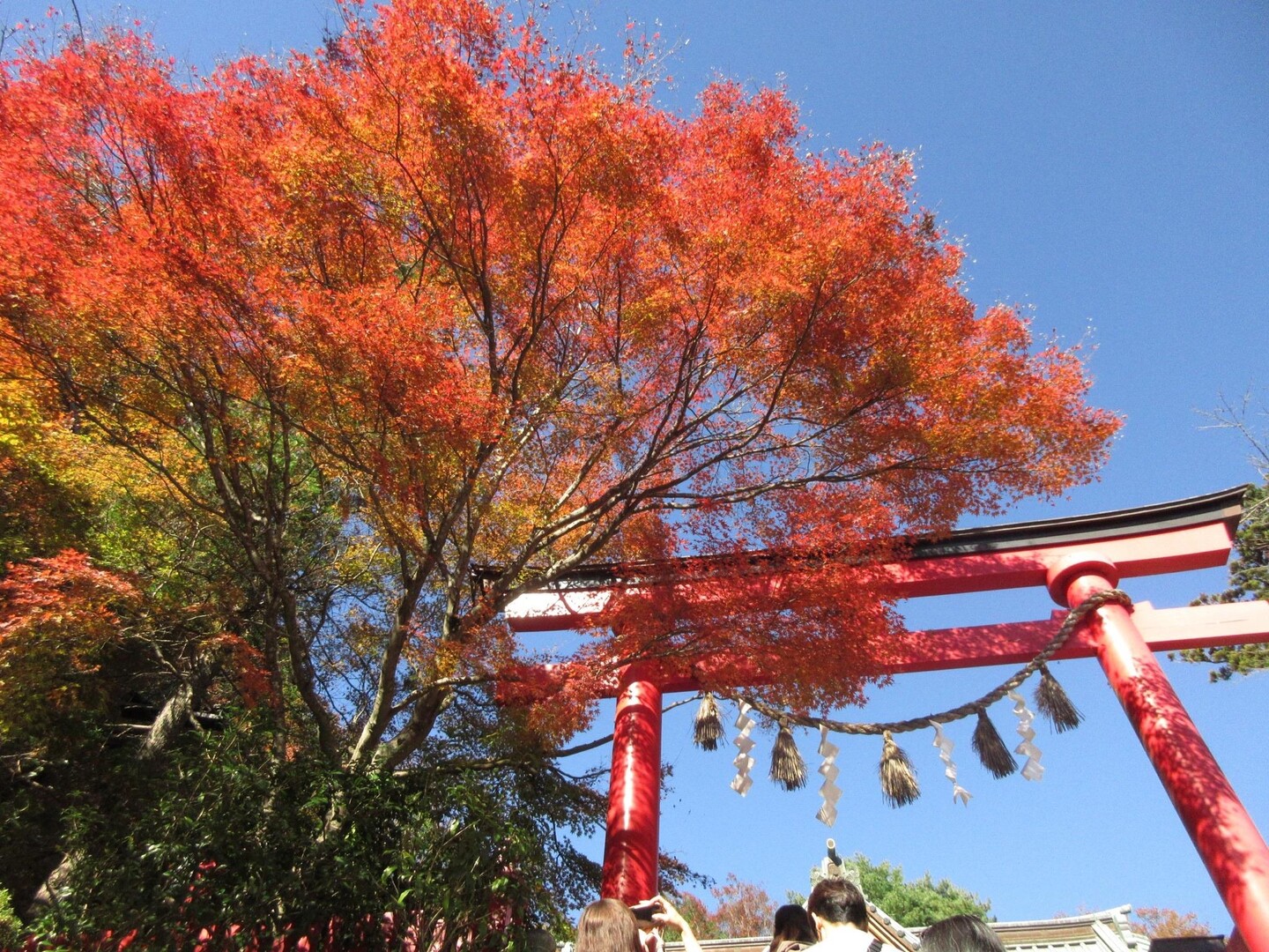 高尾山〜小仏城山 / gar!さんの高尾山・陣馬山・景信山の活動データ | YAMAP / ヤマップ