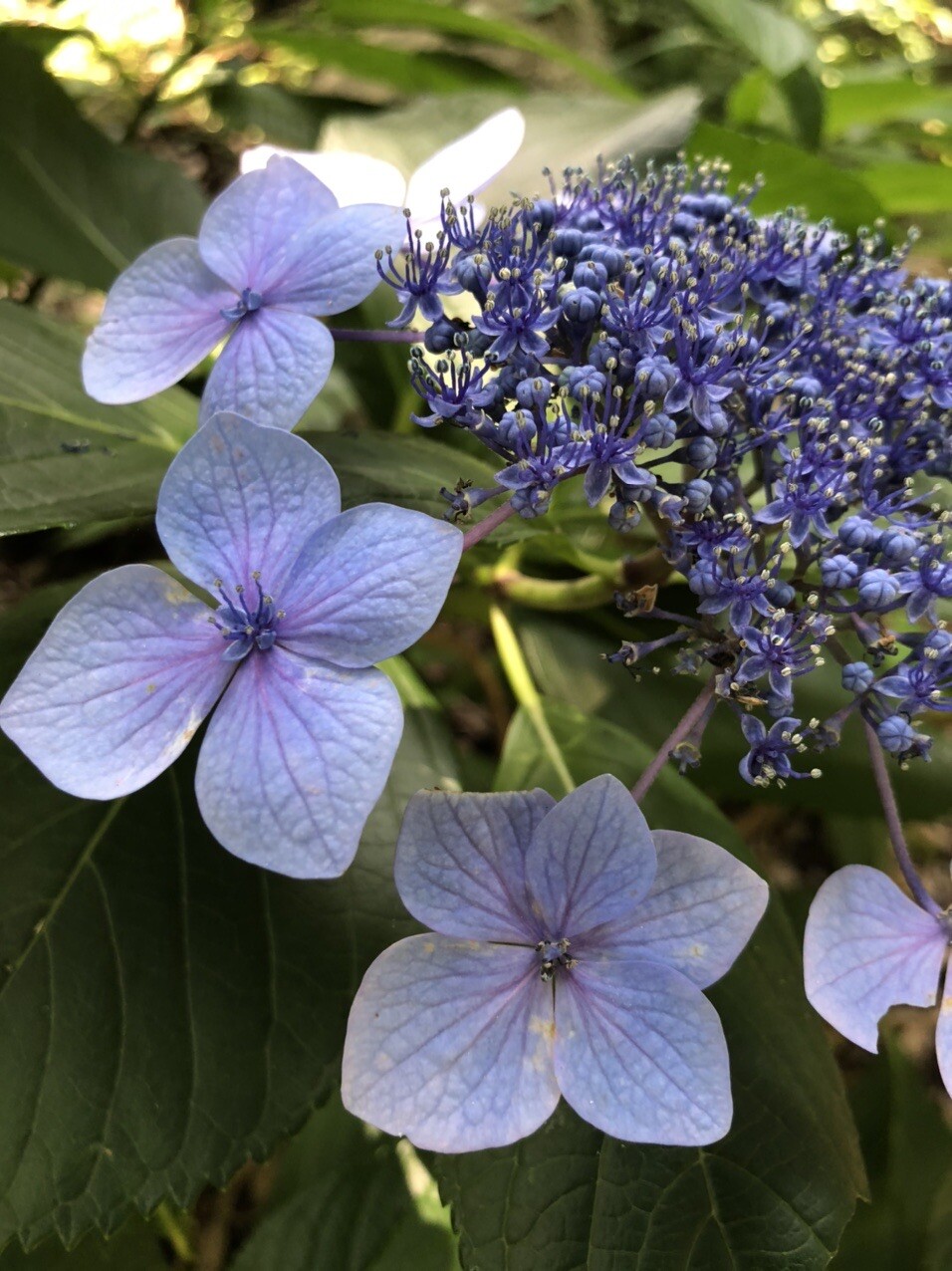 初めての飯盛山 _202110 / Sue_ak☆さんの高祖山・飯盛山・叶岳の活動データ | YAMAP / ヤマップ