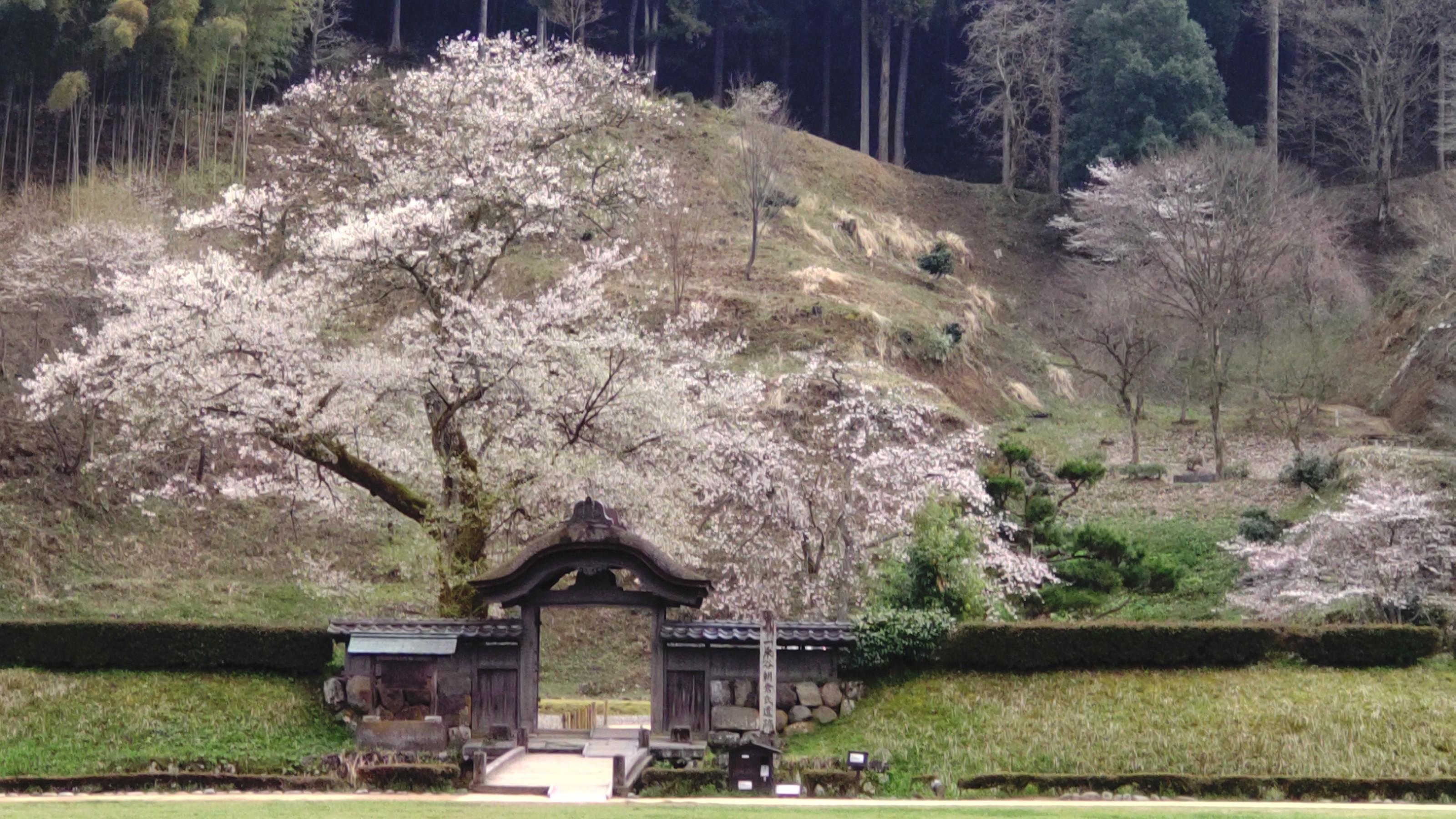 一乗城山 https://tabibto... / てんぐのこさんのモーメント | YAMAP / ヤマップ