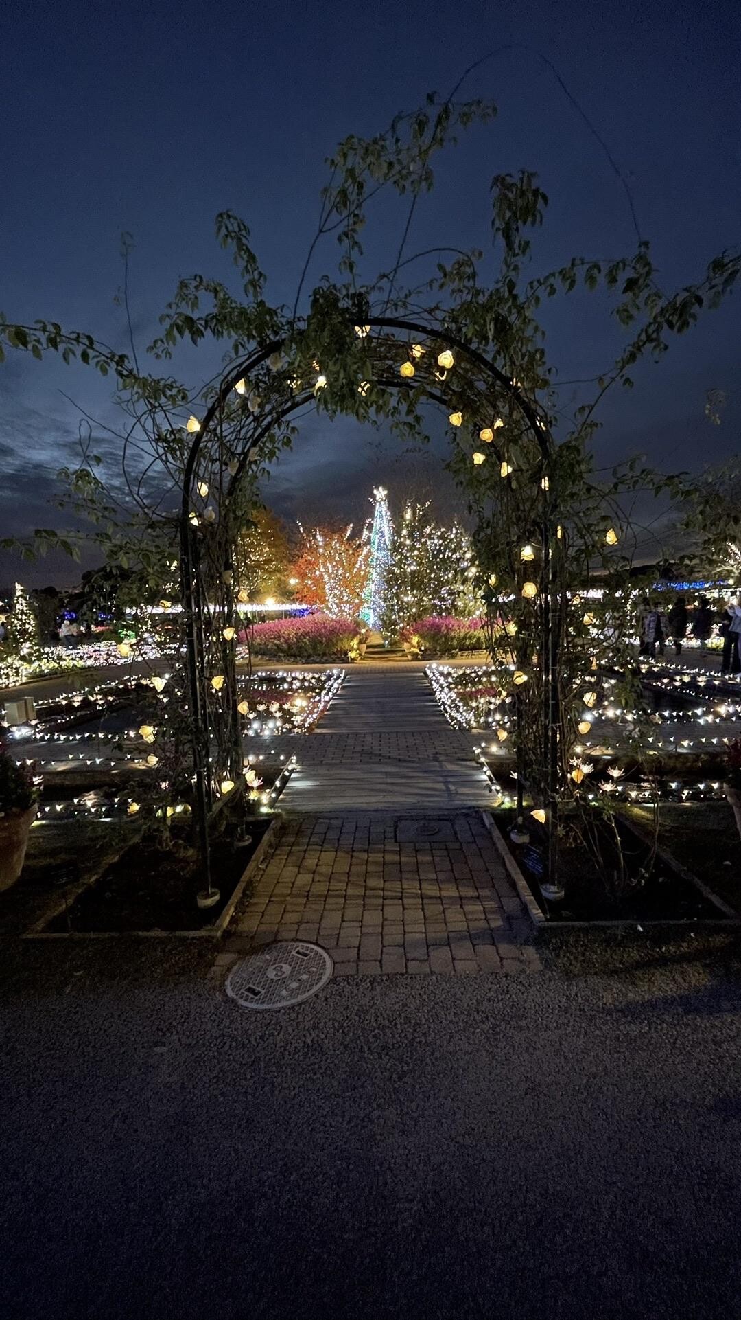 あしかがフラワーパーク最大級のイルミネー... / mi-yaさんのモーメント | YAMAP / ヤマップ