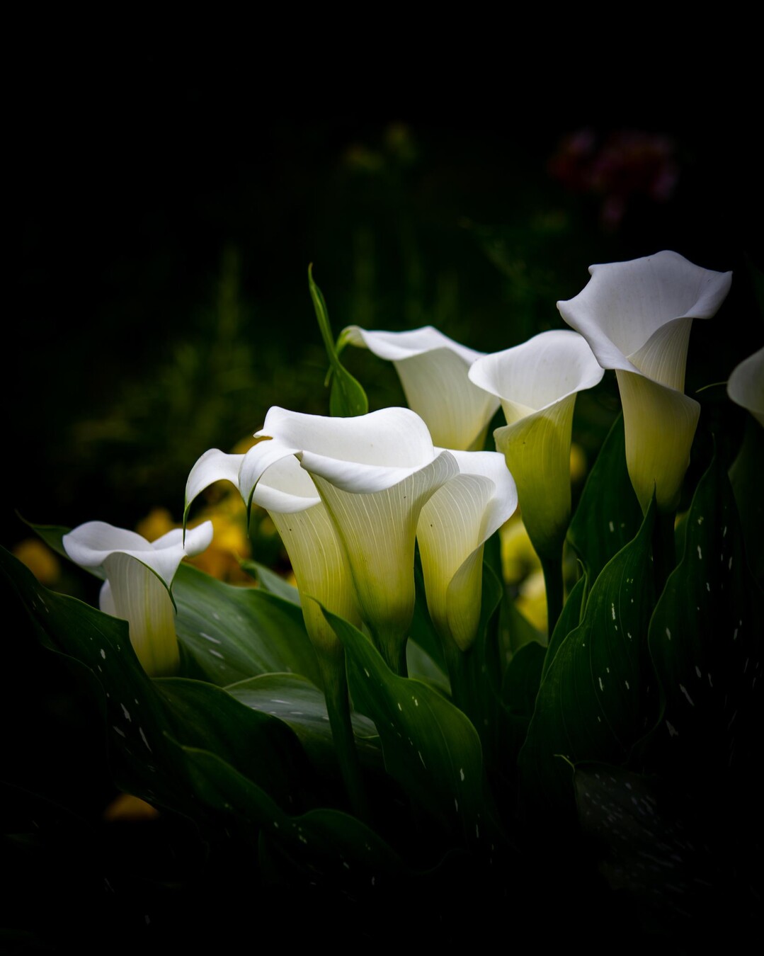 純潔の白。 和蘭海芋(オランダカイウ)... / stripeさんのモーメント | YAMAP / ヤマップ